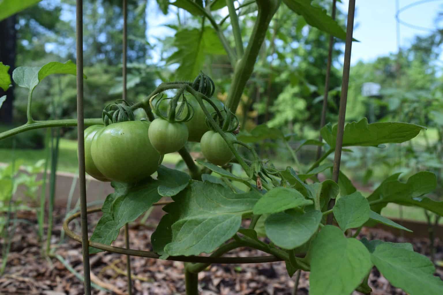Patio Tomatoes: What & How to Grow · Nourish and Nestle