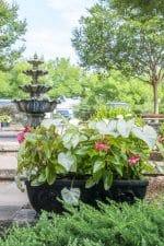 Container Gardening Basics: Thrillers, Fillers and Spillers · Nourish ...