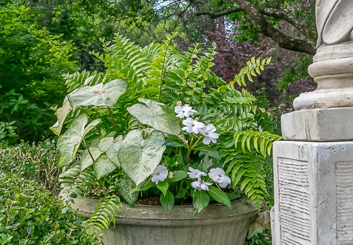 Container Gardening Basics: Thrillers, Fillers and Spillers · Nourish ...