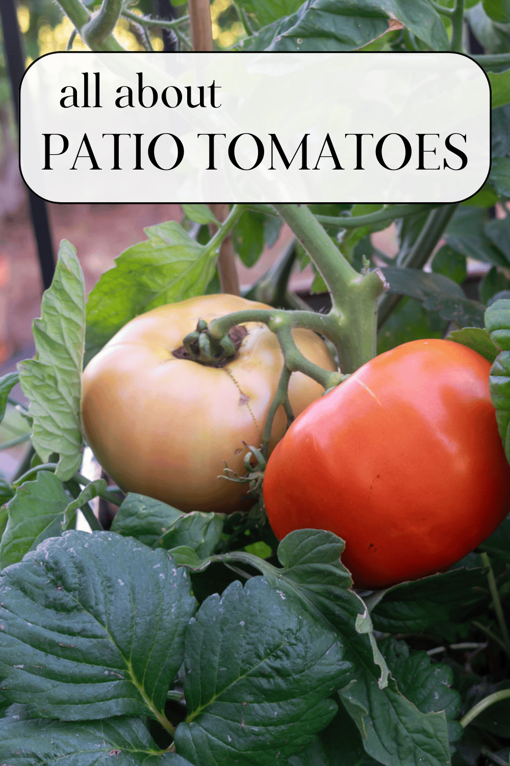 Patio Tomatoes: What & How to Grow · Nourish and Nestle
