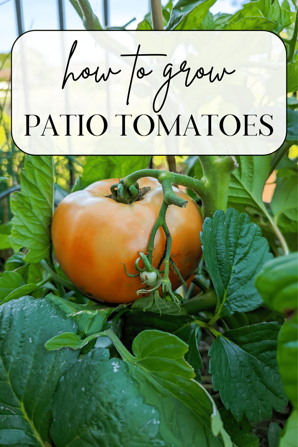 Patio Tomatoes: What & How to Grow · Nourish and Nestle