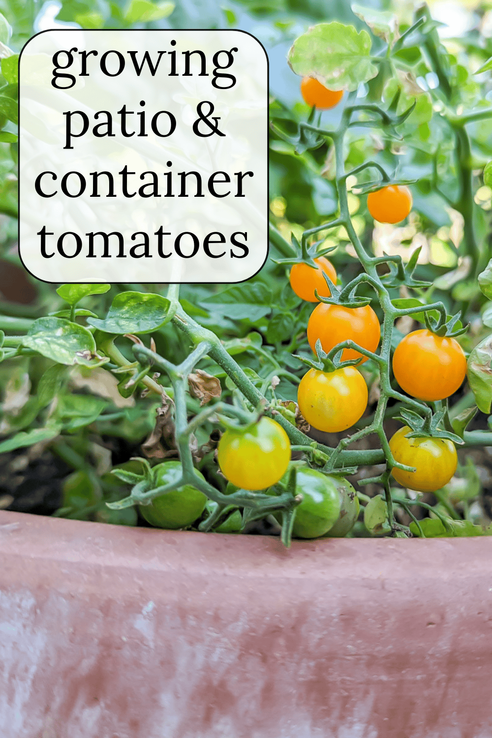Patio Tomatoes: What & How to Grow · Nourish and Nestle