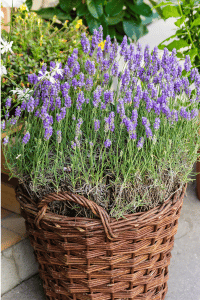 Growing Lavender in Pots · Nourish and Nestle