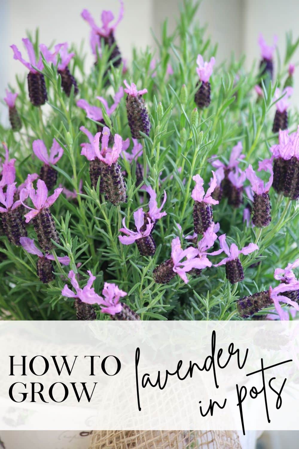 Growing Lavender in Pots · Nourish and Nestle
