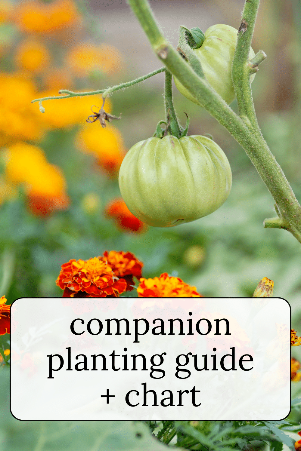 Companion Planting Chart + Guide · Nourish and Nestle