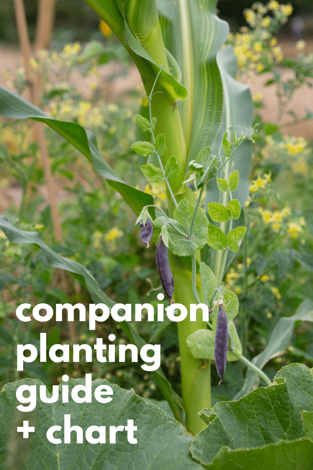 Companion Planting Chart + Guide · Nourish and Nestle