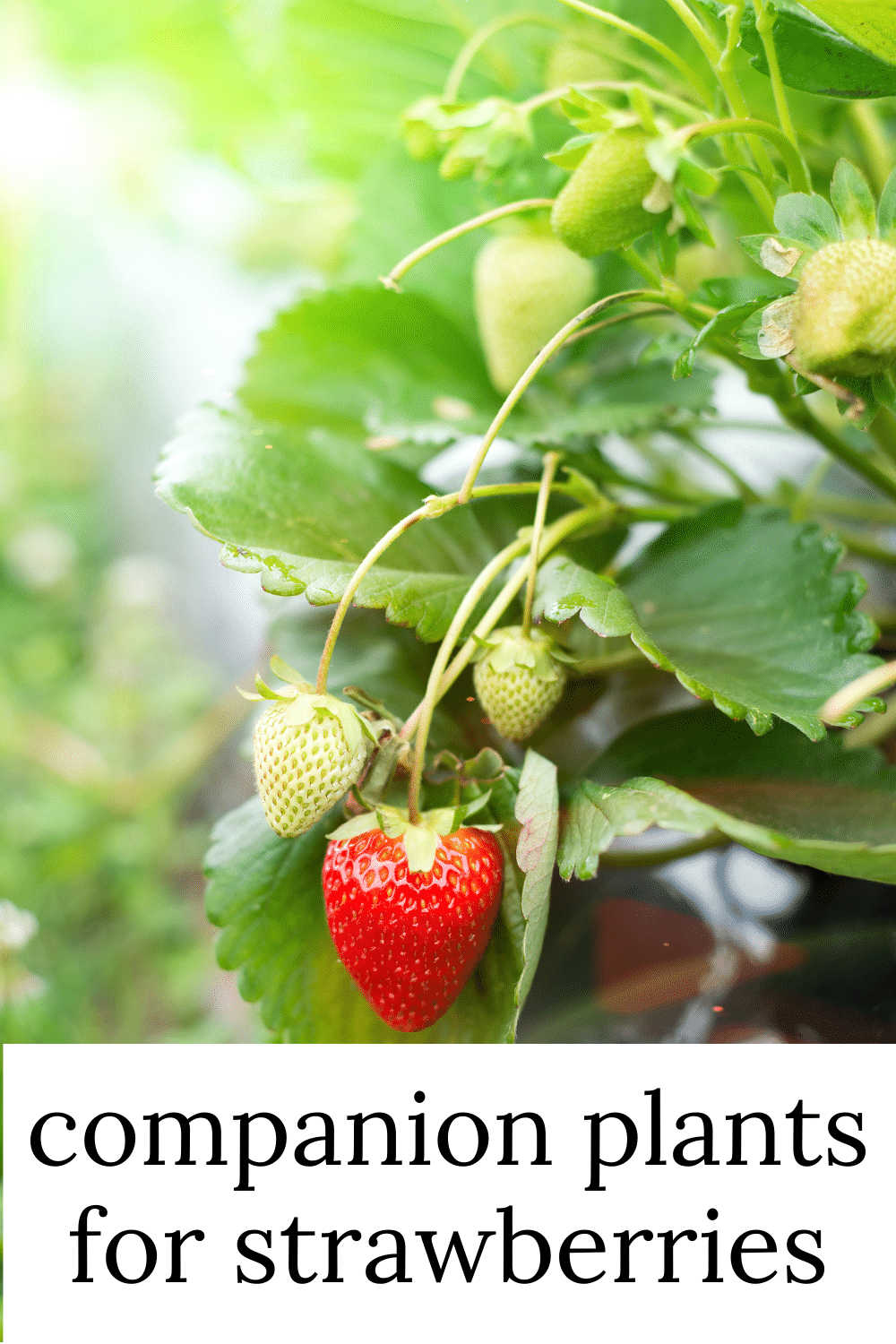 Strawberry Companion Plants · Nourish and Nestle