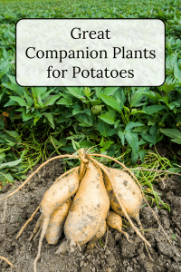 Potato Companion Plants · Nourish and Nestle