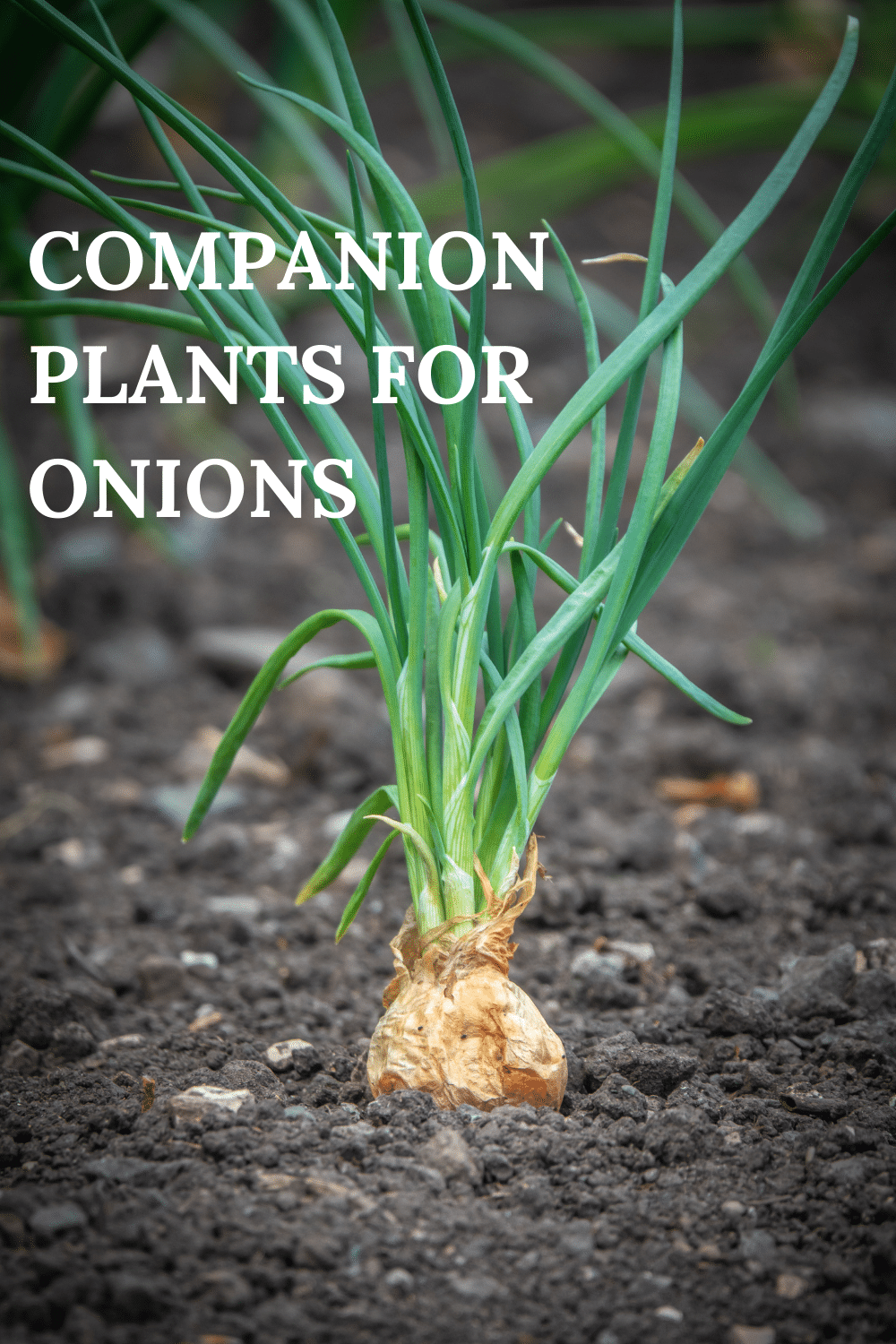 Onion Companion Plants · Nourish and Nestle