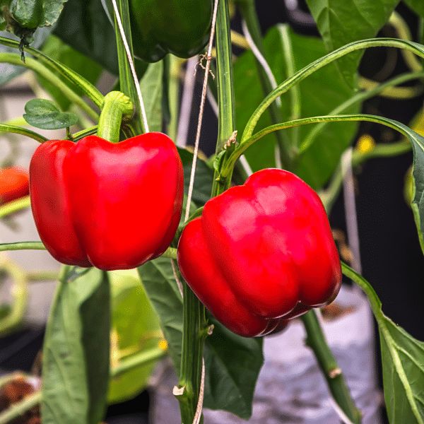Pepper Companion Plants · Nourish and Nestle