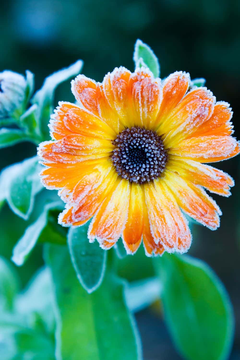 Fall-Blooming Flowers, That Aren't Mums! · Nourish and Nestle