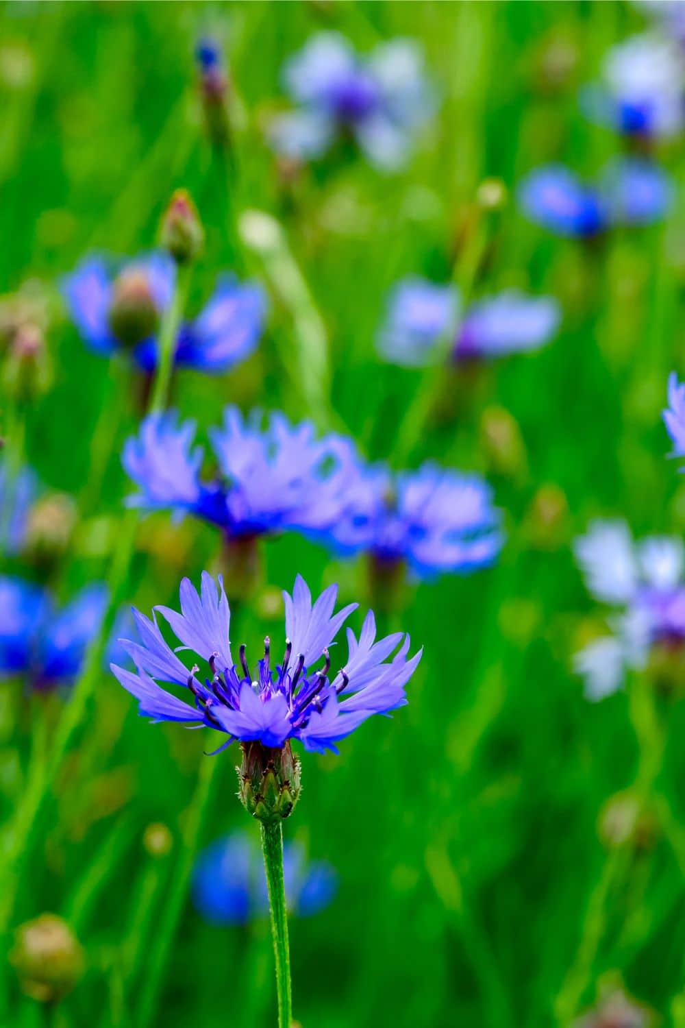 Fall-Blooming Flowers, That Aren't Mums! · Nourish and Nestle