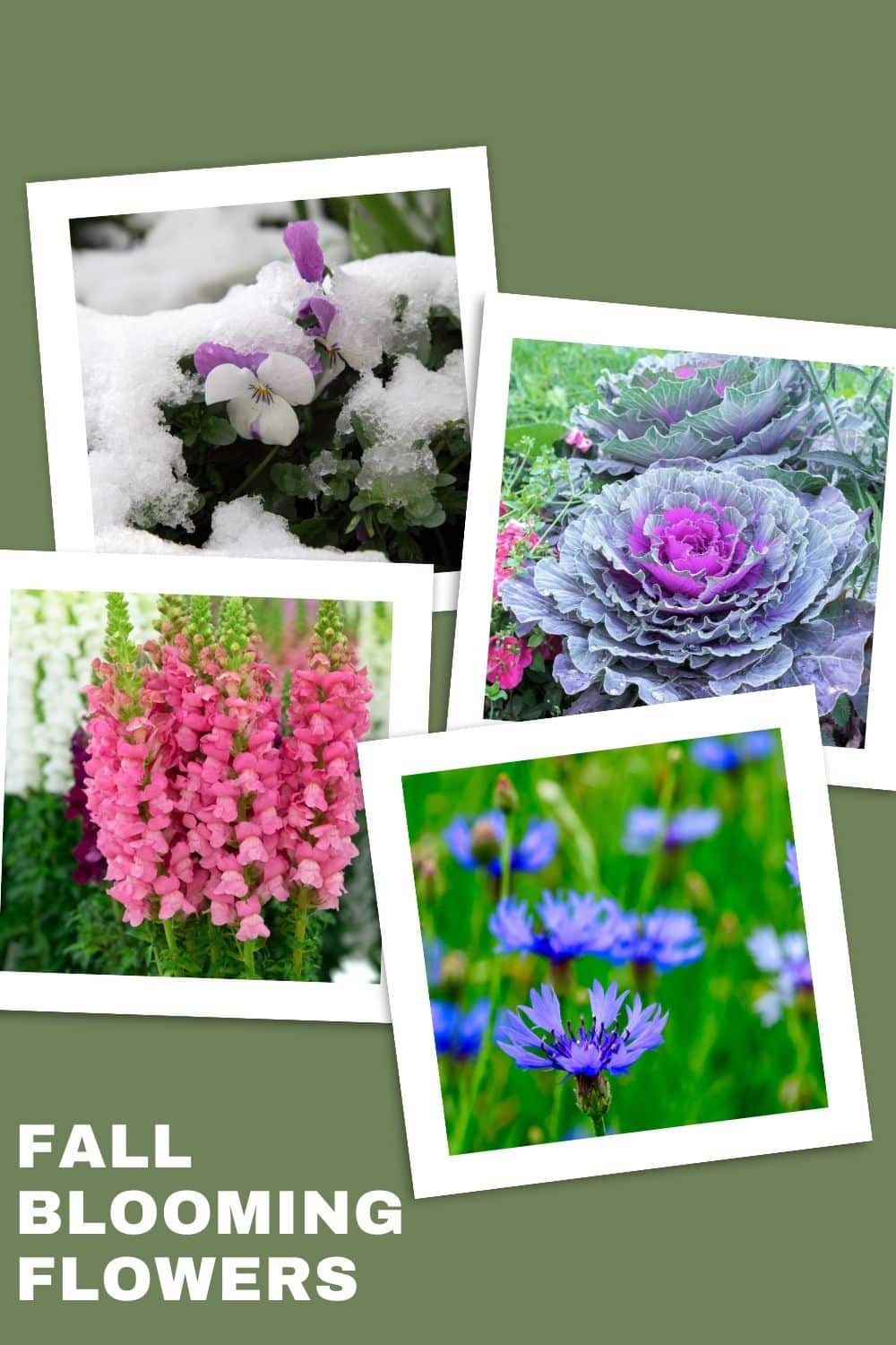 Fall-Blooming Flowers, That Aren't Mums! · Nourish and Nestle