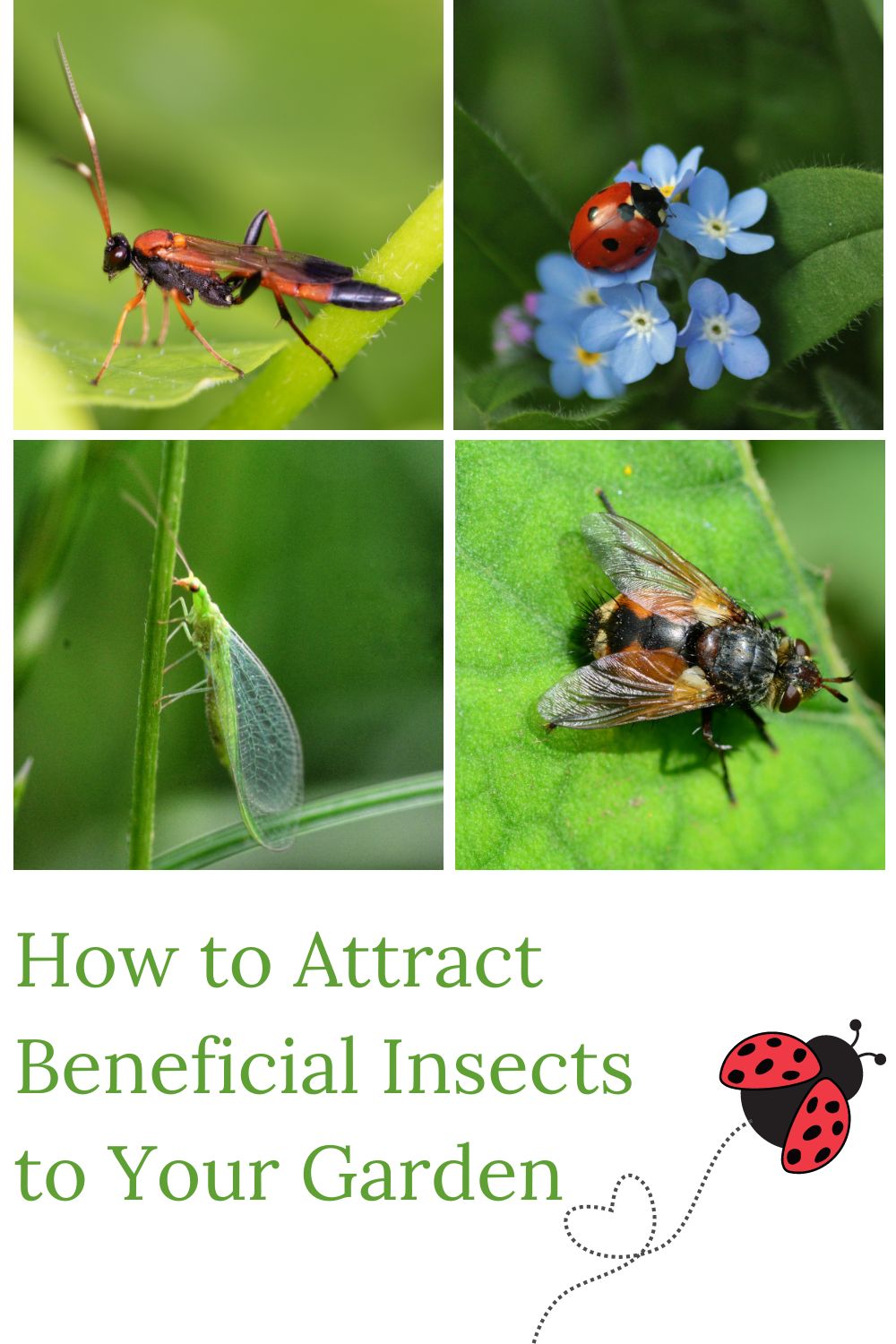 Beneficial Insects in The Garden · Nourish and Nestle