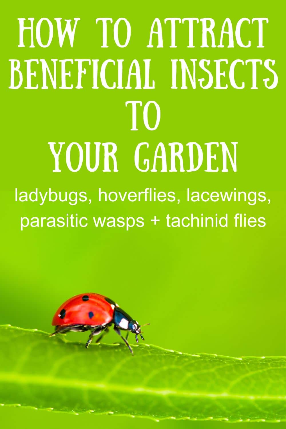 Beneficial Insects in The Garden · Nourish and Nestle