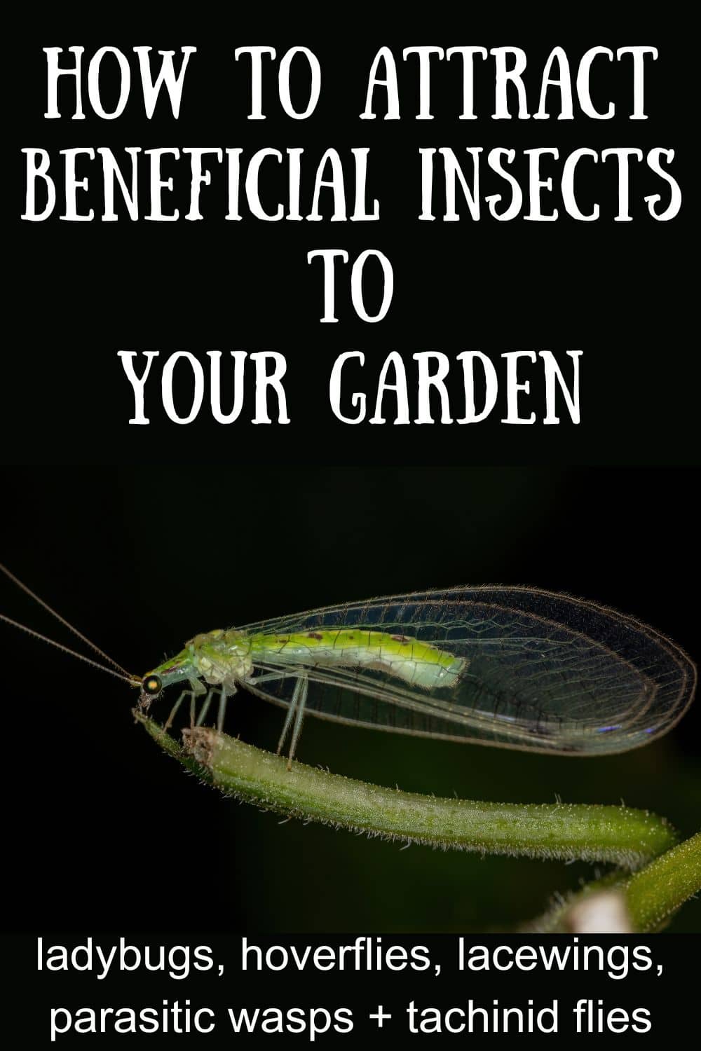 Beneficial Insects in The Garden · Nourish and Nestle