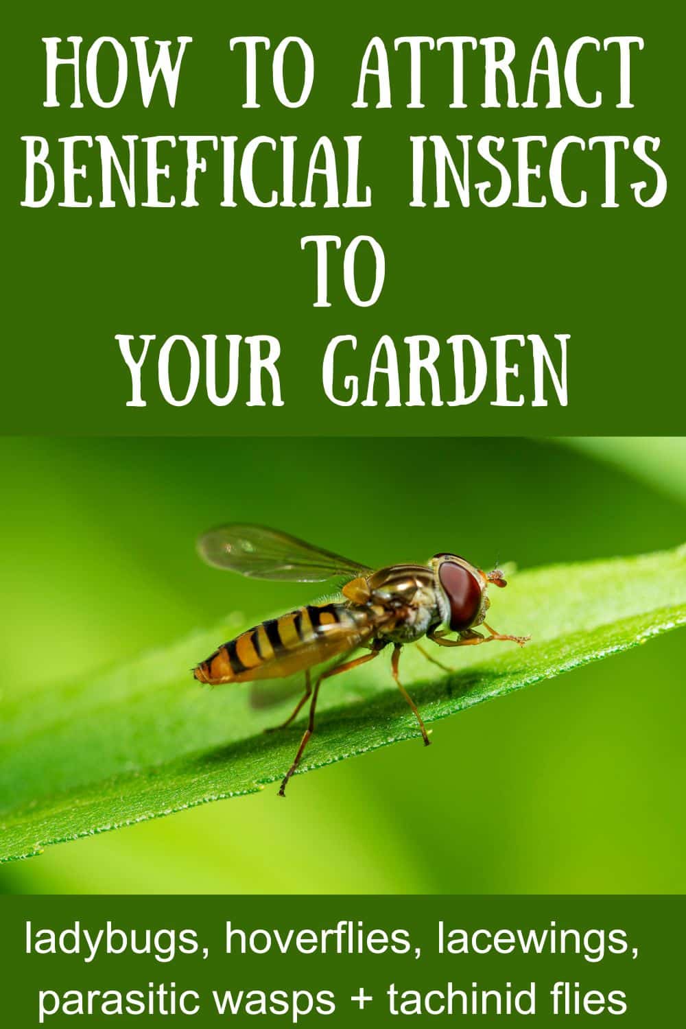 Beneficial Insects in The Garden · Nourish and Nestle