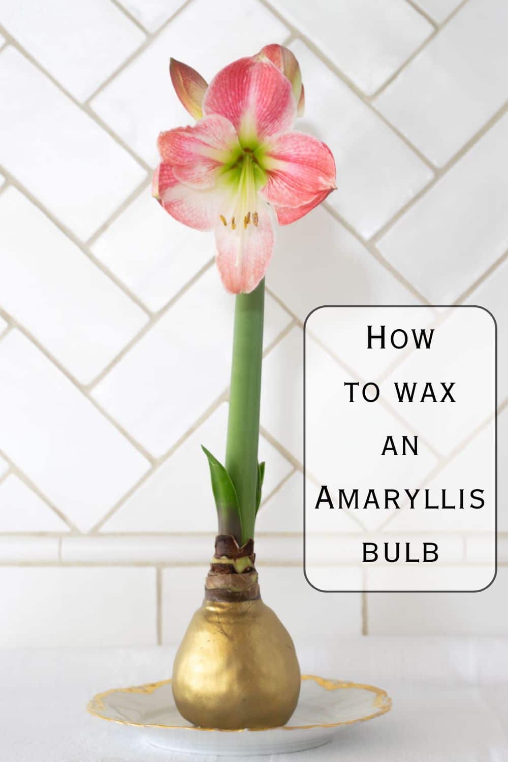 How to Wax an Amaryllis Bulb · Nourish and Nestle